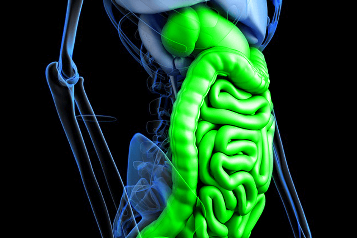 Liver, Bile Acids, And Digestive Health